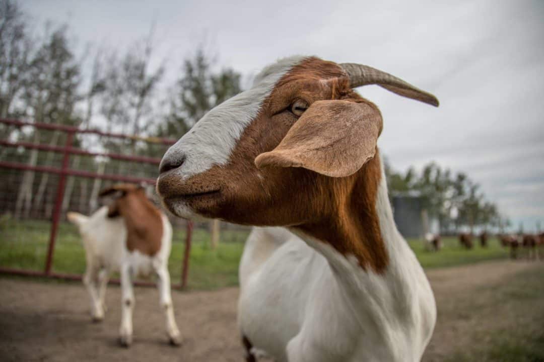 Alberta Open Farm Days - Free Farm Tours Around the Province