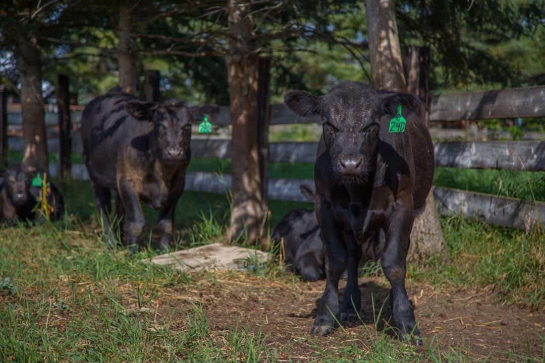 Alberta Open Farm Days - Free Farm Tours Around the Province