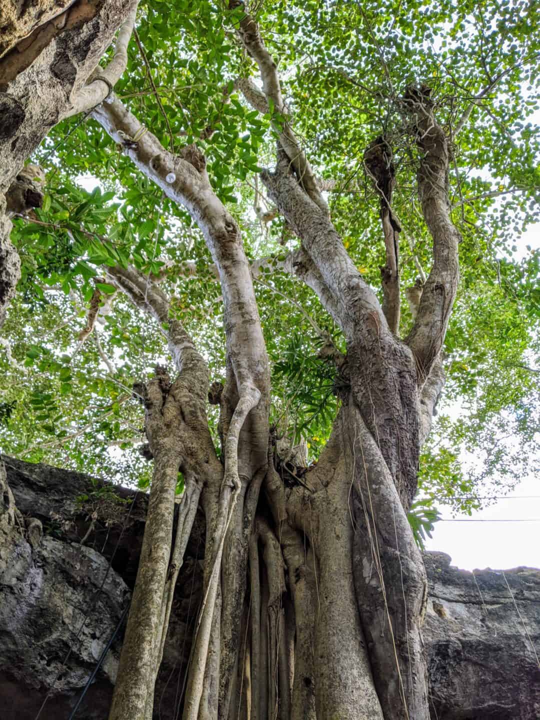 10 Must-See Mayan Riviera Cenotes Near Playa del Carmen and Tulum