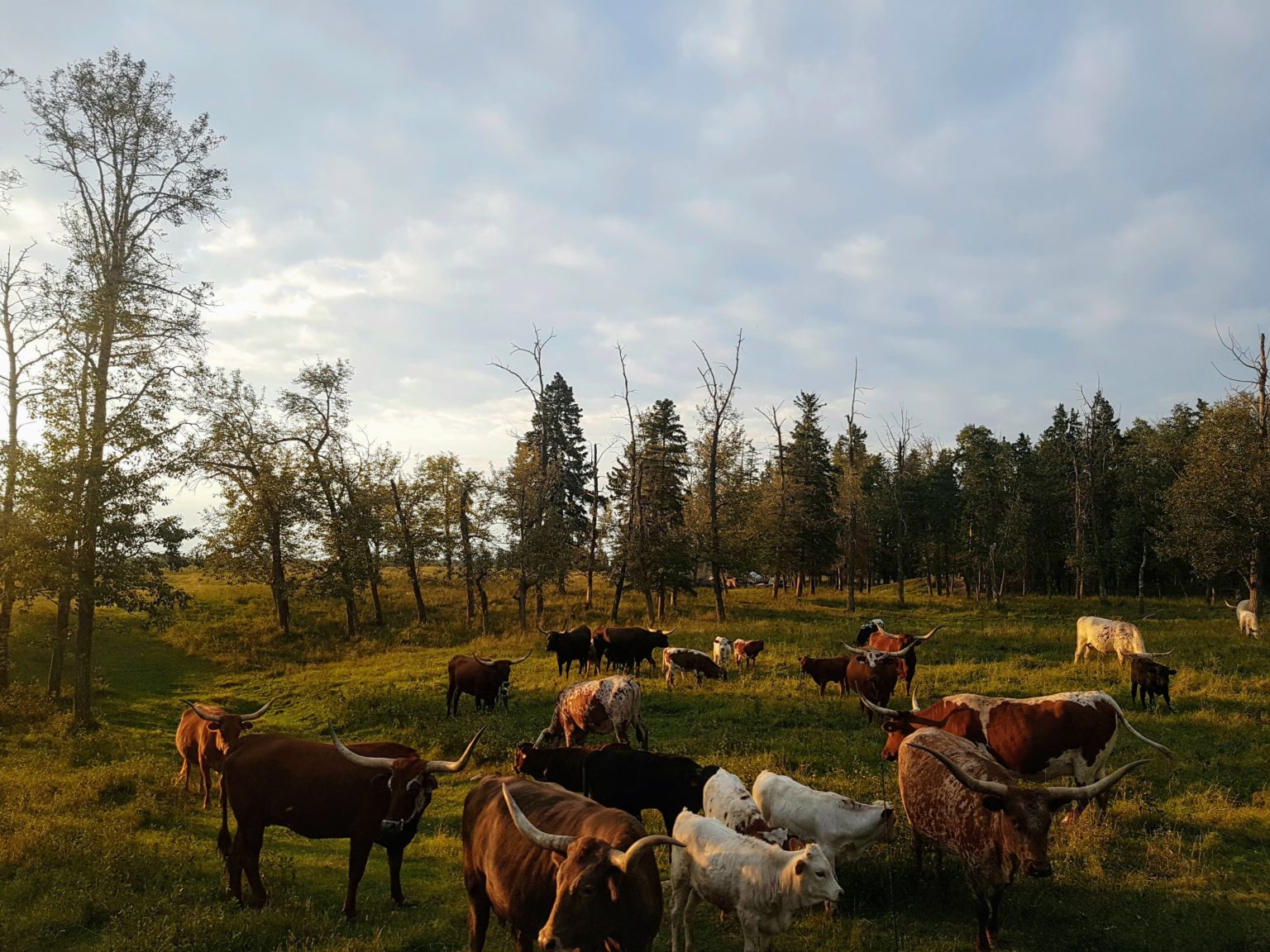Why Agritourism Should Be Part of Your Next Weekend Getaway in Alberta