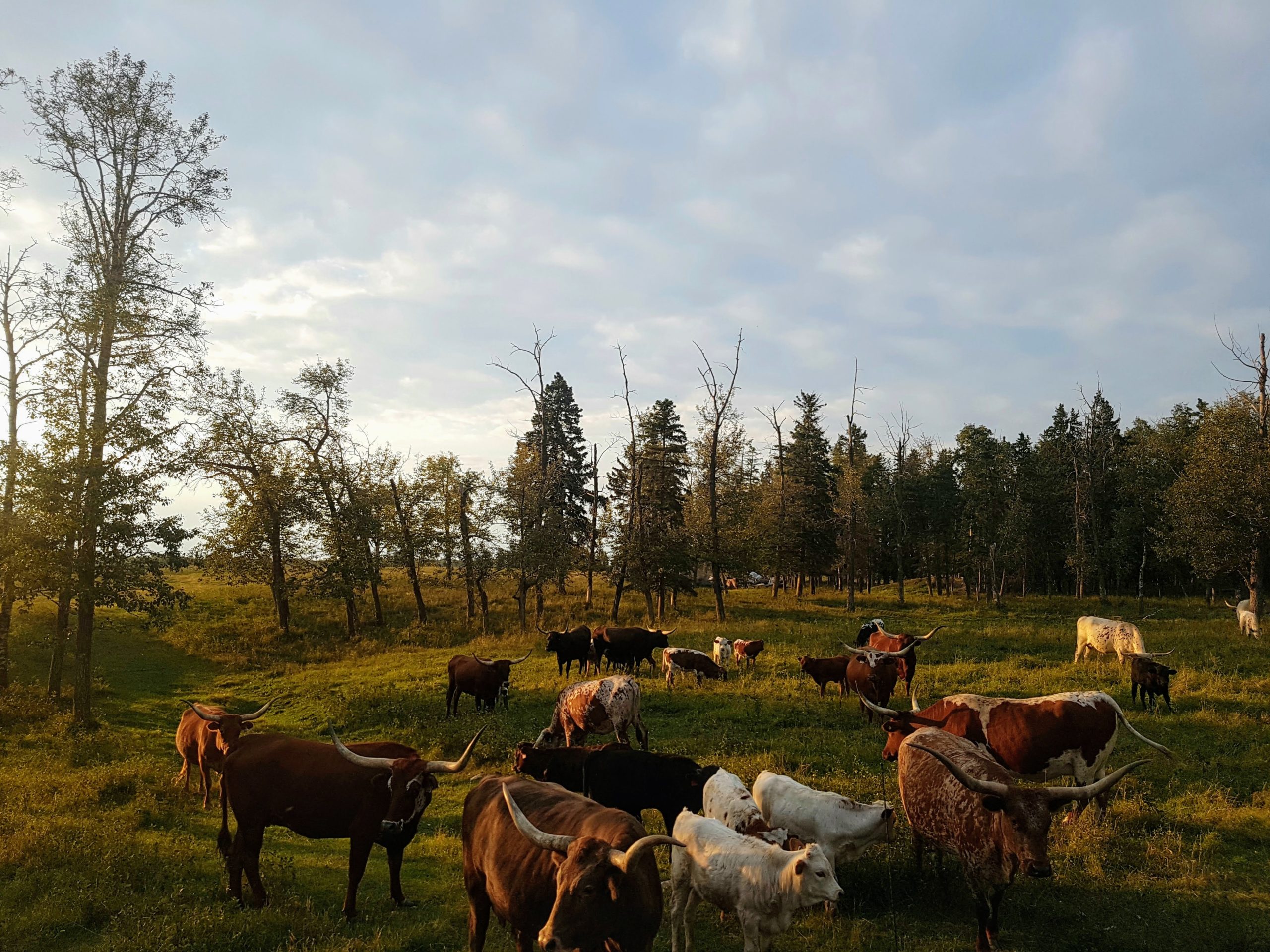 Why Agritourism Should Be Part of Your Next Weekend Getaway in Alberta
