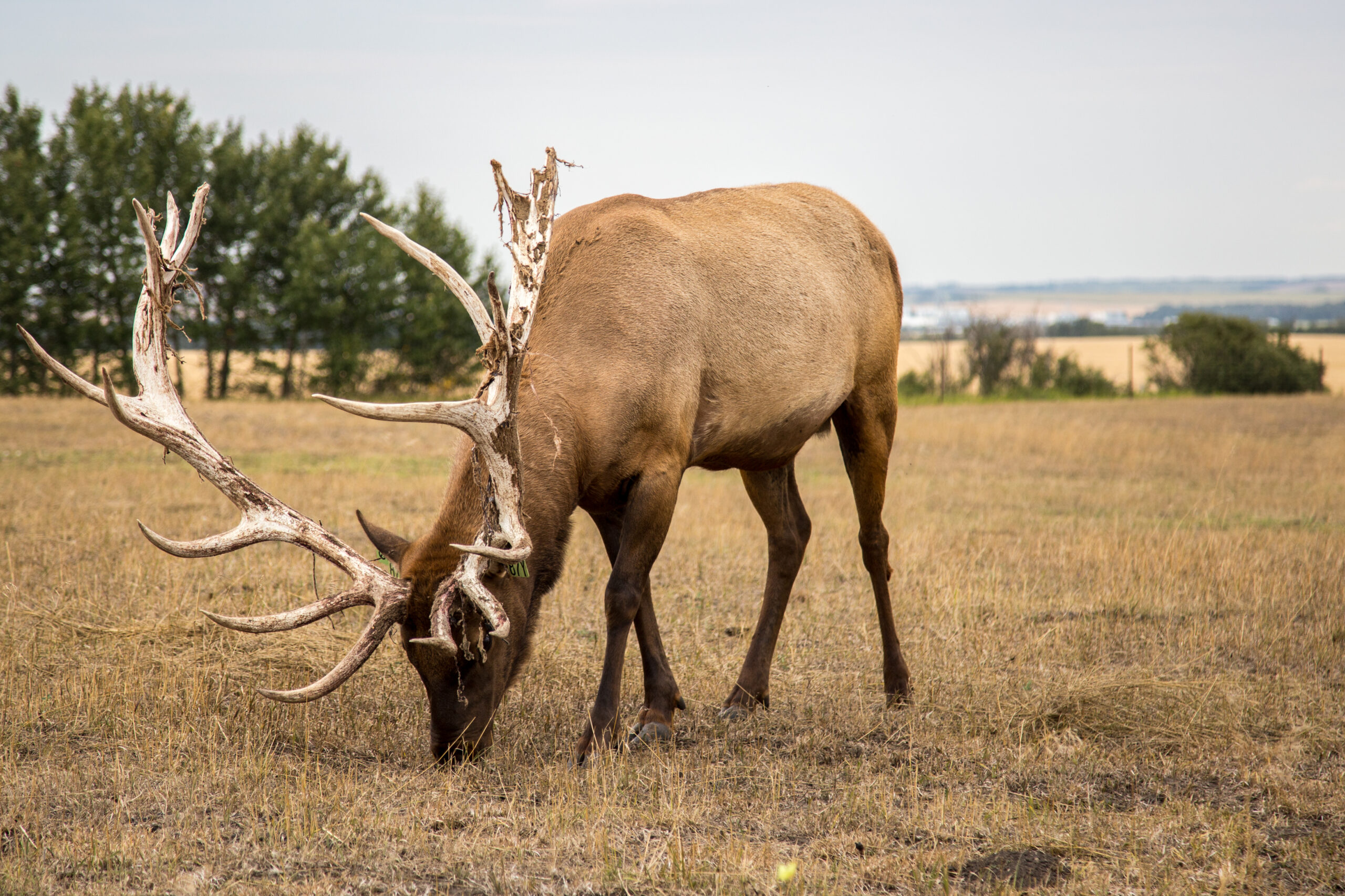 Alberta Open Farm Days - Free Farm Tours Around the Province